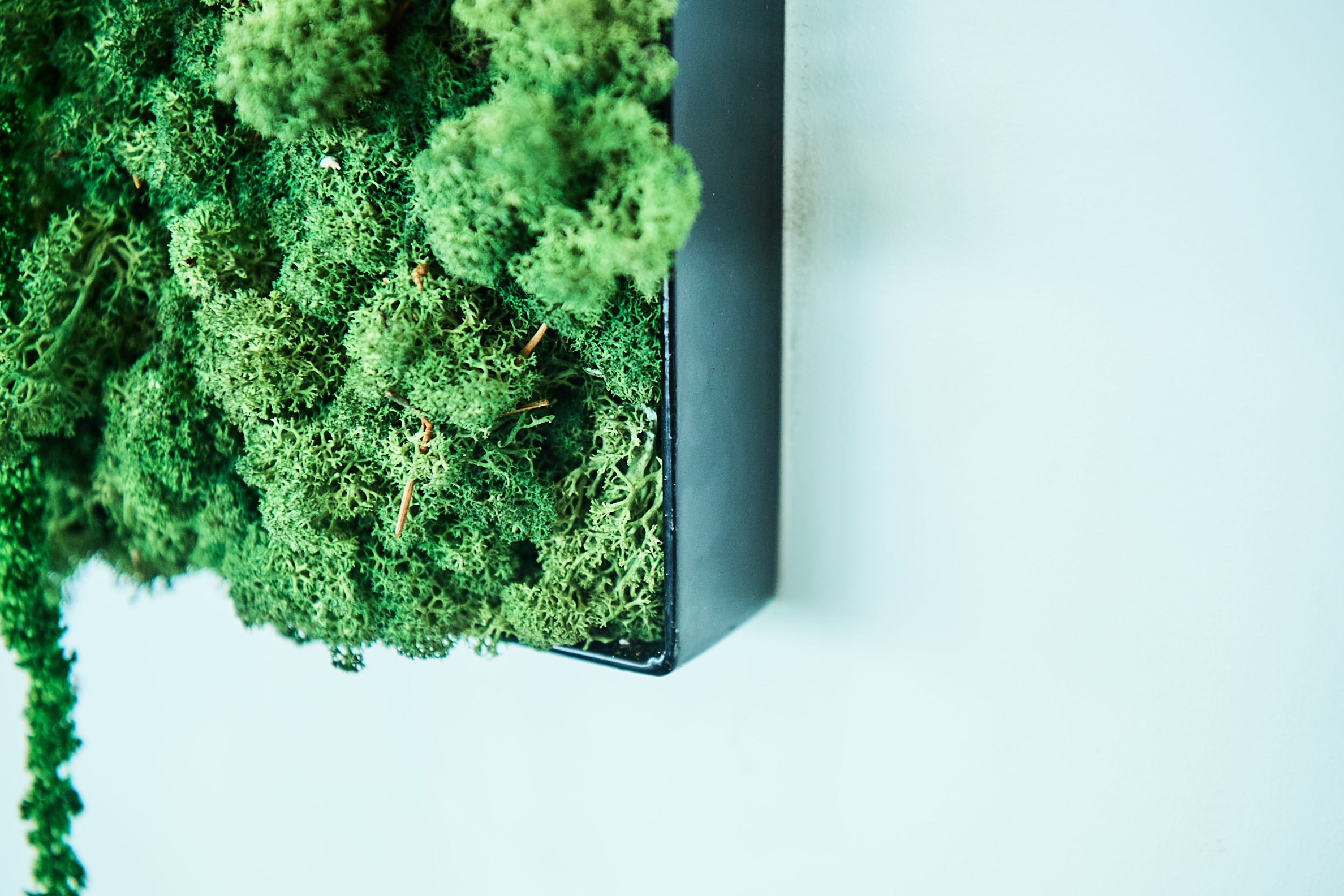 The Power of Preserved Moss